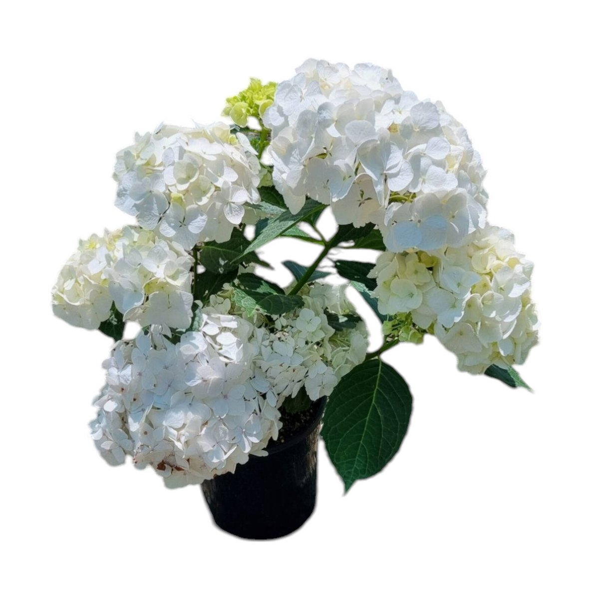 4L Hydrangea Princess Juliana - Hydrangea macrophylla - Bunnings New ...