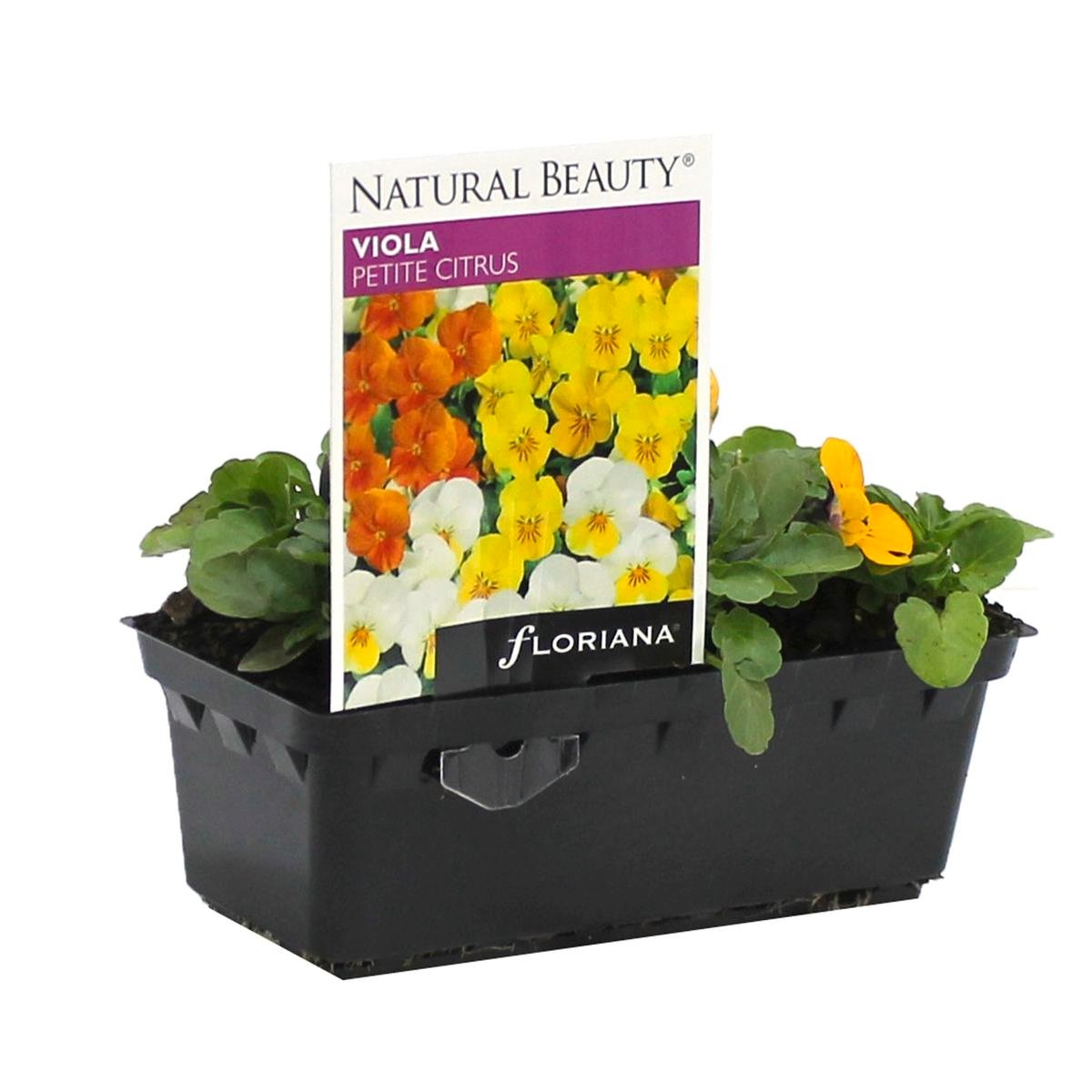 Viola Petite Citrus Punnet - Viola cornuta - Bunnings Australia