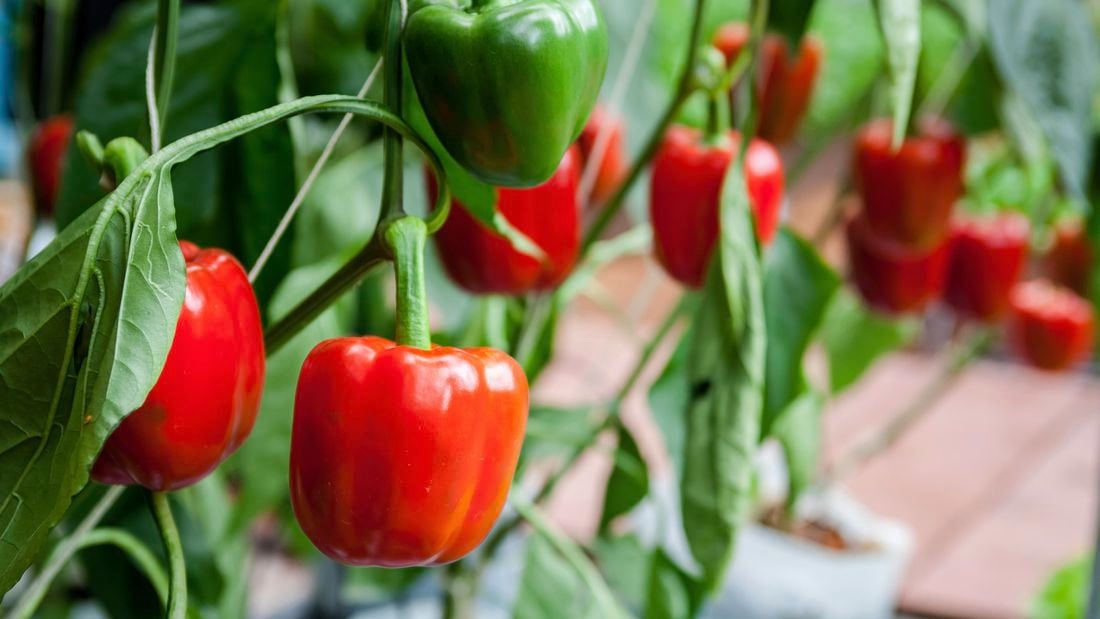 How To Plant And Grow Capsicum - Bunnings Australia