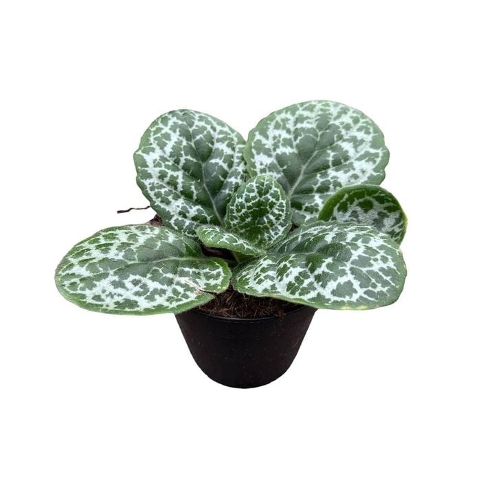 120mm Streptocarpus Pretty Turtle Plant - Bunnings Australia