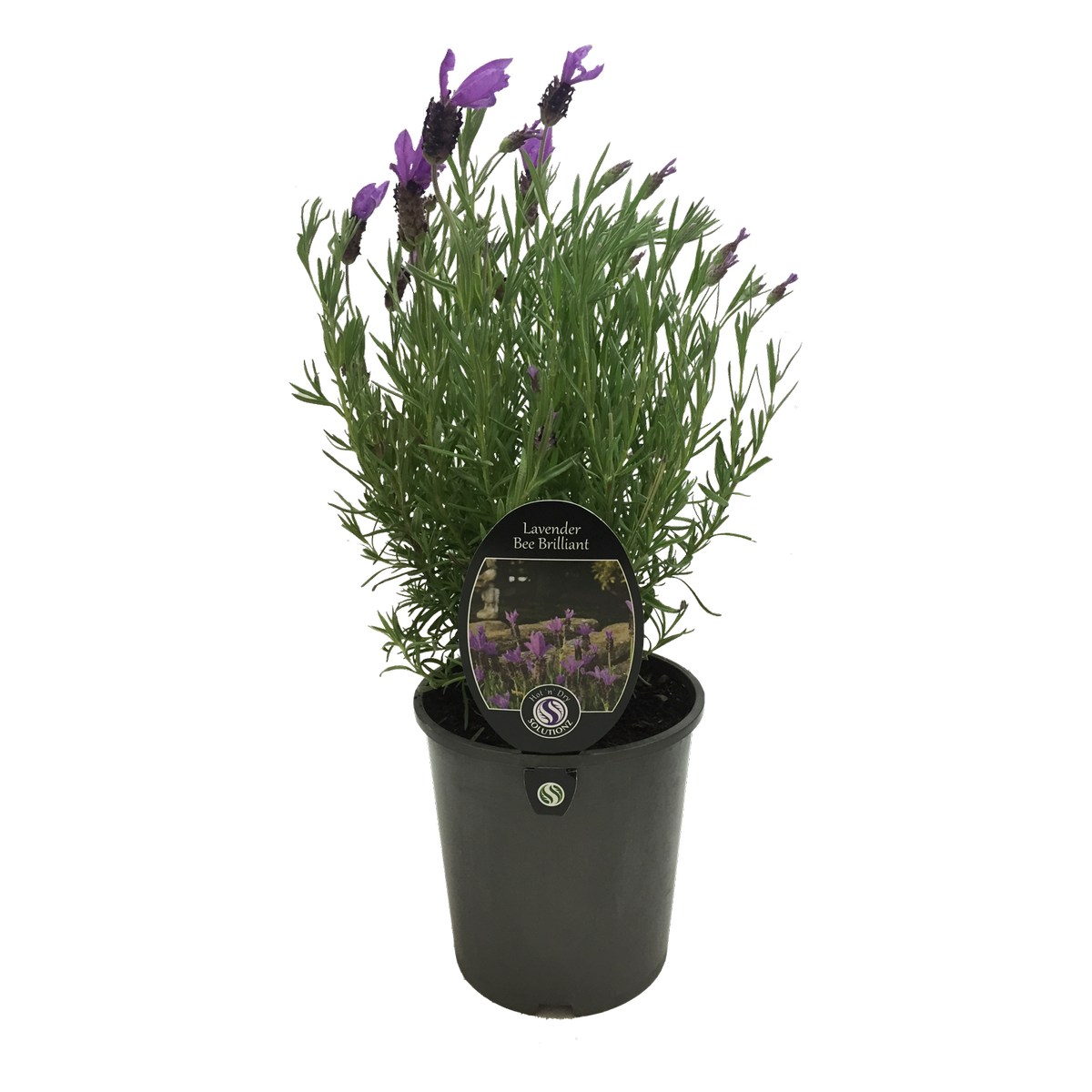 1.9L Lavender Bee Brilliant - Lavandula stoechas - Bunnings New Zealand