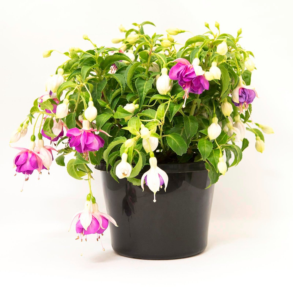 180mm Sovereign Jewel Fuchsia - Fuchsia hybrida - Bunnings Australia