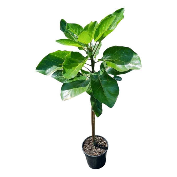 Bunnings New Zealand