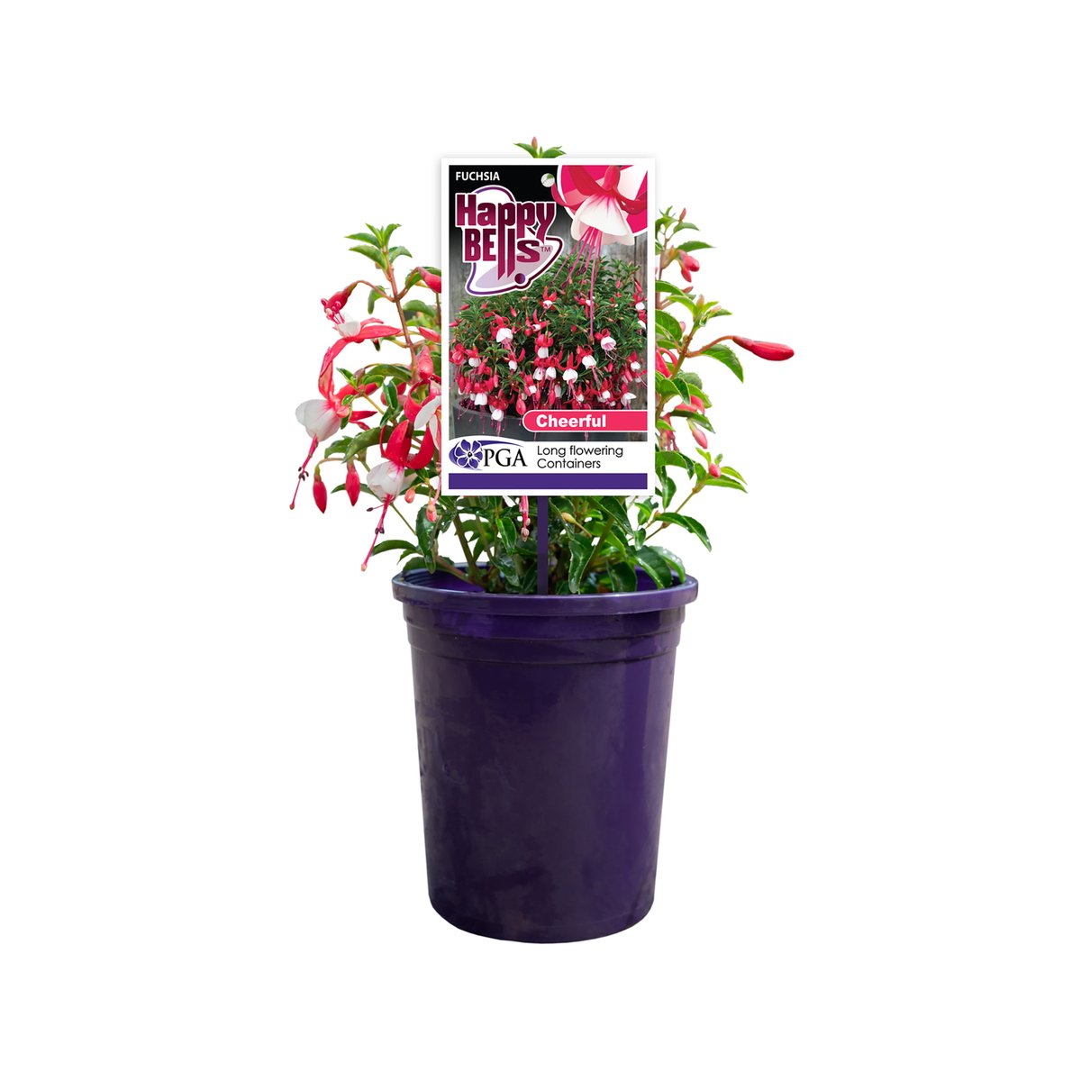 140mm Fuchsia HAPPY BELLS™ Cheerful - Fuchsia hybrid - Bunnings Australia