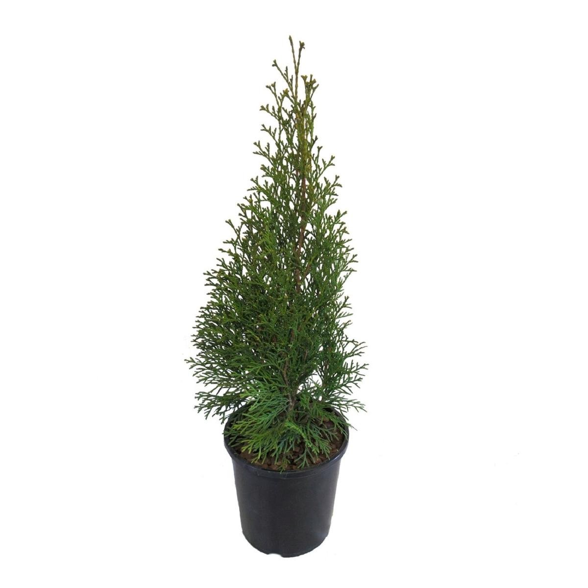 660mm Thuja Smaragd - Thuja occidentalis - Bunnings New Zealand