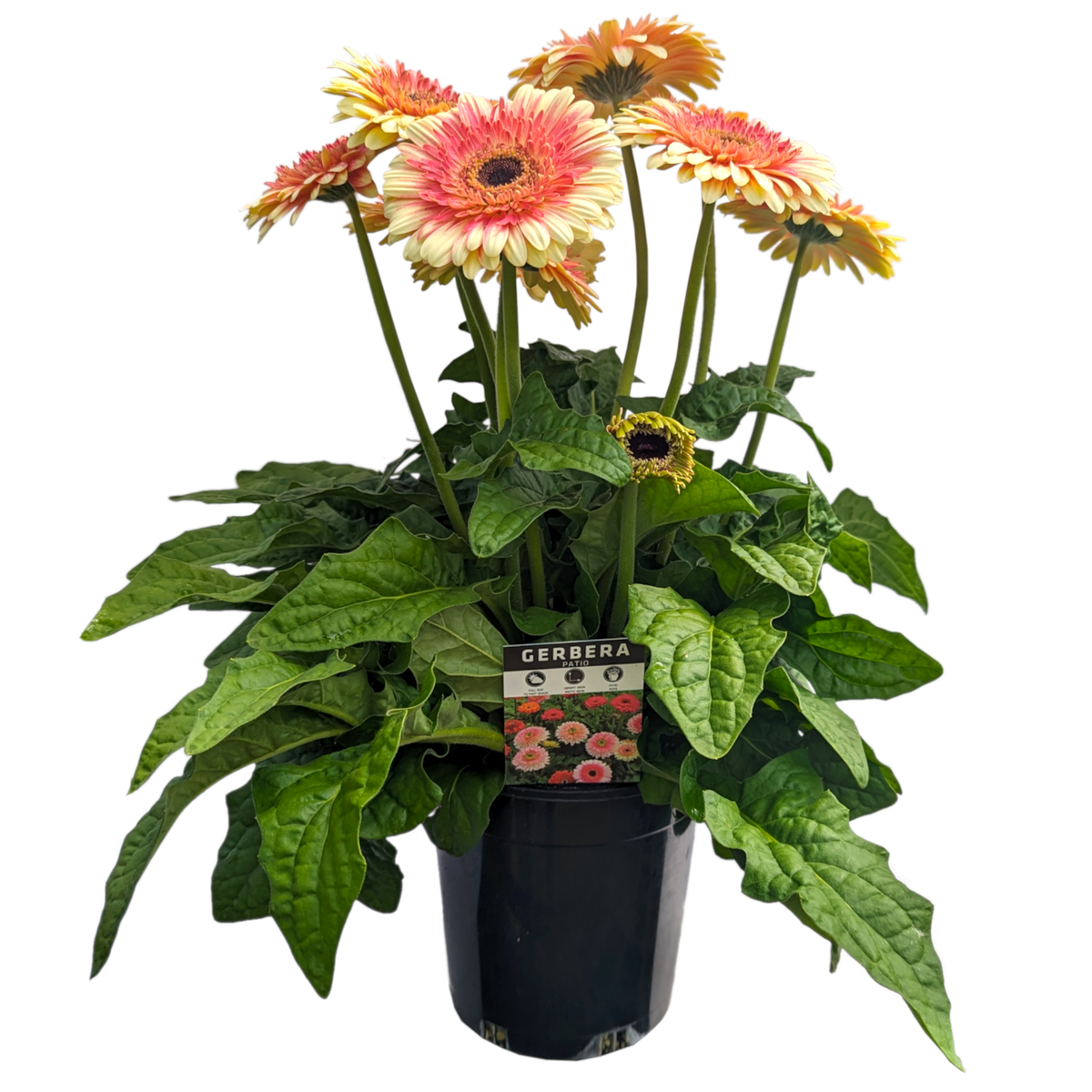 175mm Gerbera Patio - Gerbera jamesonii - Bunnings Australia