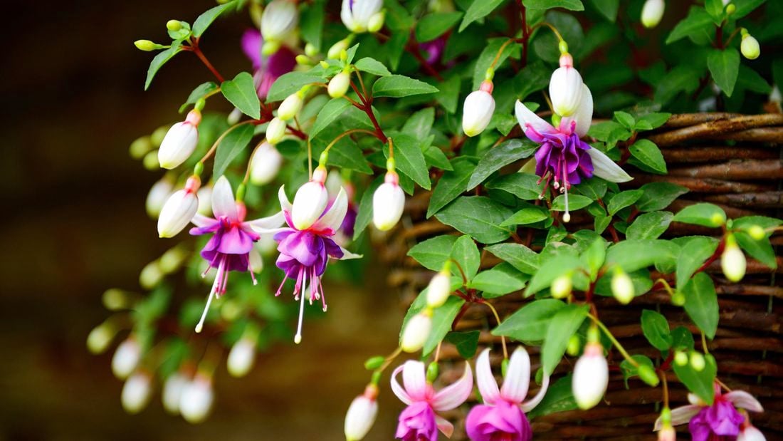 How To Grow And Prune Fuchsias - Bunnings Australia