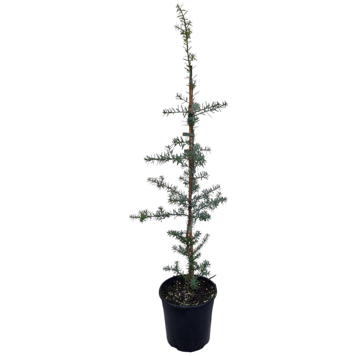4L Blue Totara - Podocarpus matapouri Blue - Bunnings New Zealand