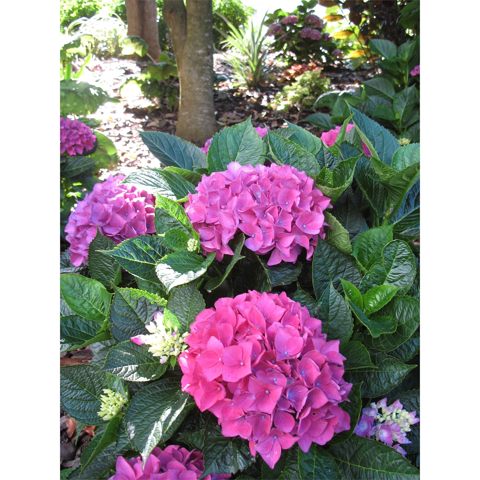 Macrophylla Venice Hydrangea Macrophylla Pistachio