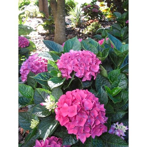 4.5L Hydrangea Venice - Hydrangea macrophylla - Bunnings New Zealand