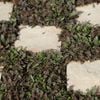 85mm Brass Buttons - Cotula Perpusilla - Bunnings Australia