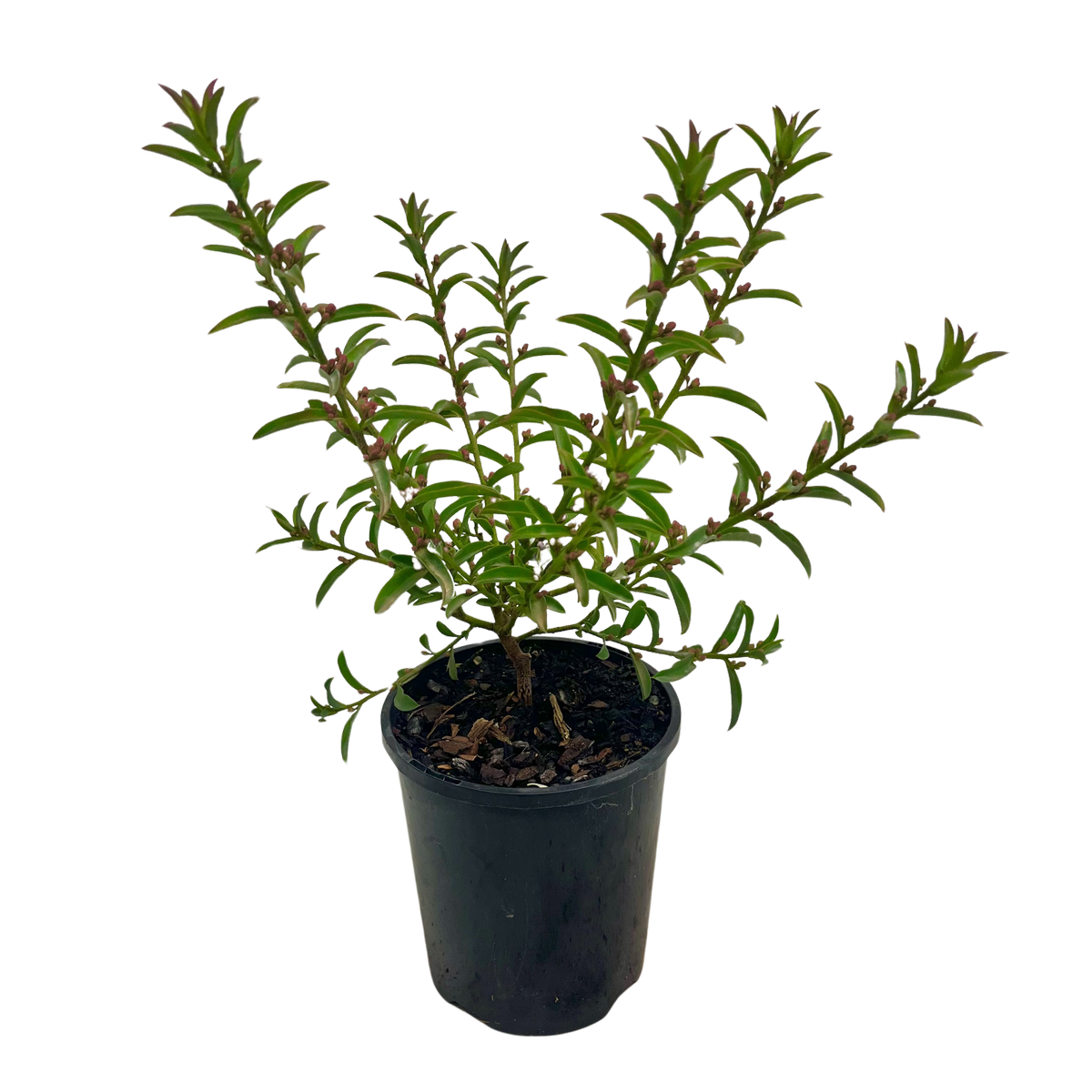 140mm Philotheca Ruby Cascade - Philotheca myoporoides - Bunnings Australia