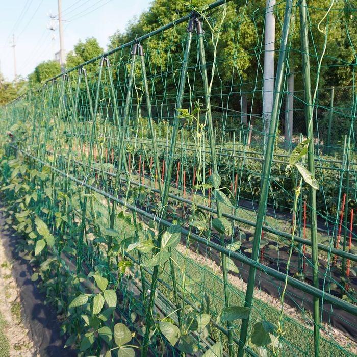 Jack 1.8 x 2.7m Trellis Netting - Bunnings New Zealand