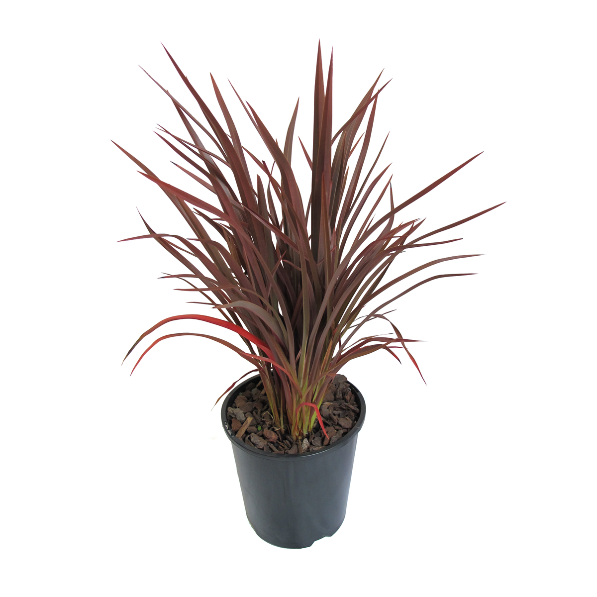 2L Phormium Sweet Mist - Phormium tenax - Bunnings New Zealand