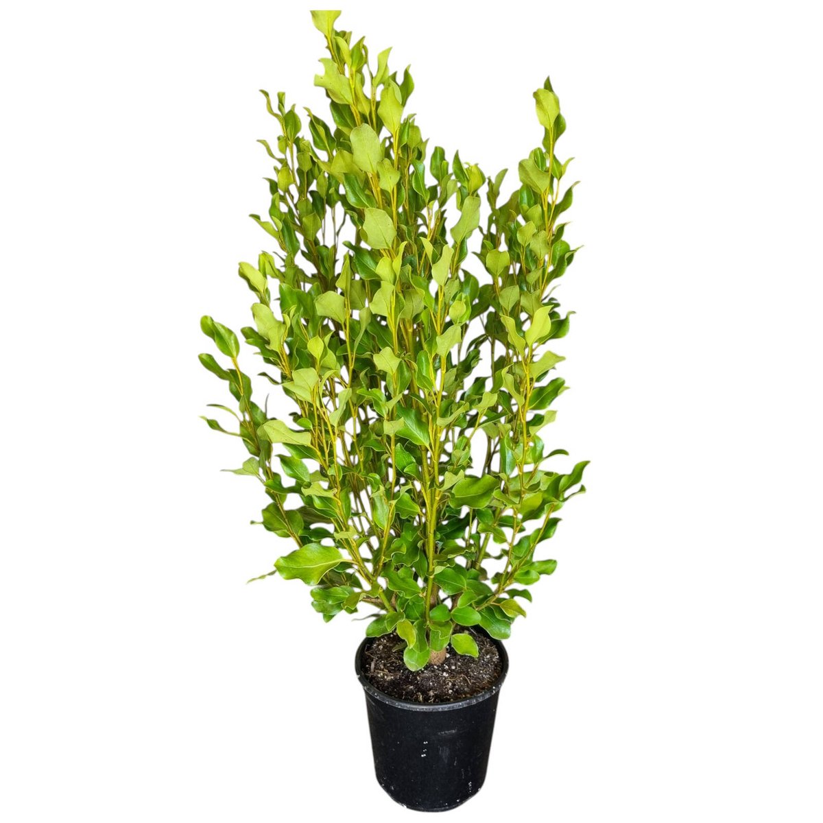 4L Kapuka - Griselinia Broadway Mint - Bunnings New Zealand
