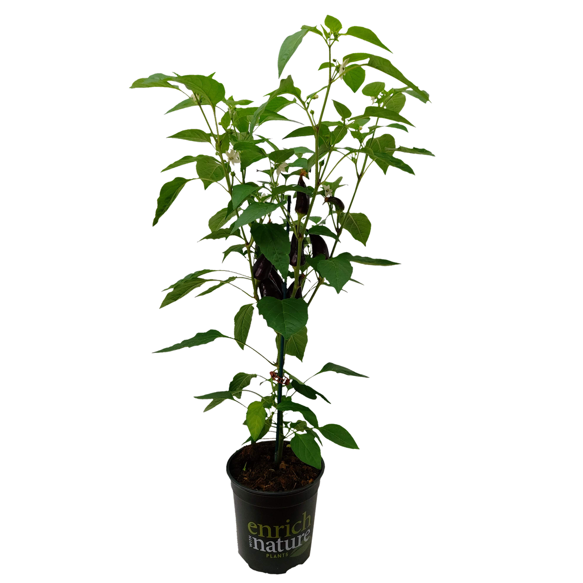 170mm Chilli Rocket Peppers™ F1 - Mamba Red - Capsicum annuum ...
