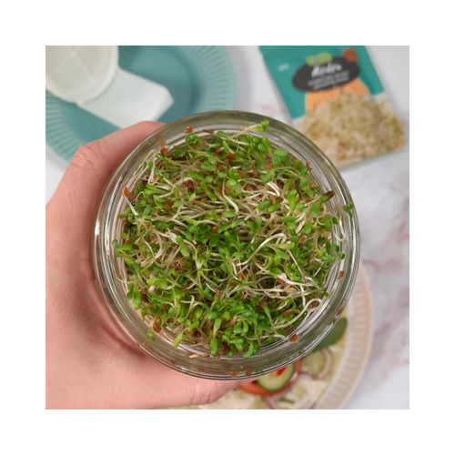 Untamed Glass Jar Sprouter Sprouting Seeds - Bunnings Australia