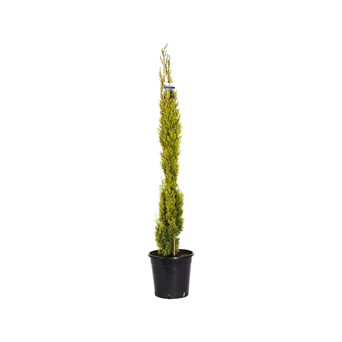200mm Swanes Gold Pencil Pine - Cupressus sempervirens - Bunnings Australia