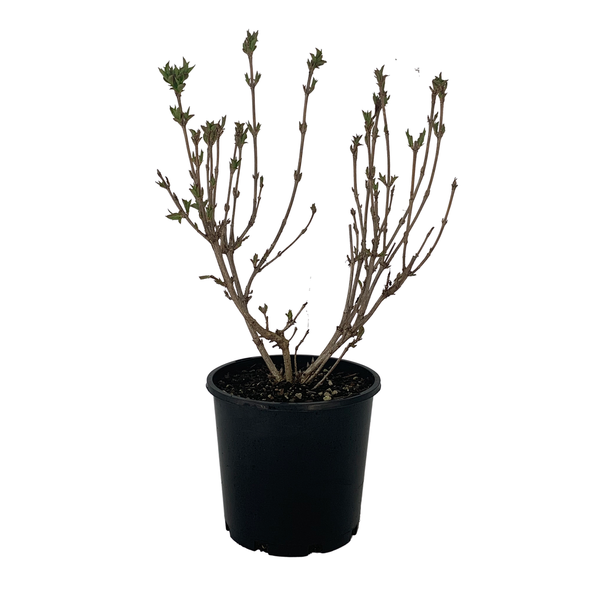 4.5L Weigela - Weigela florida Newport Red - Bunnings New Zealand