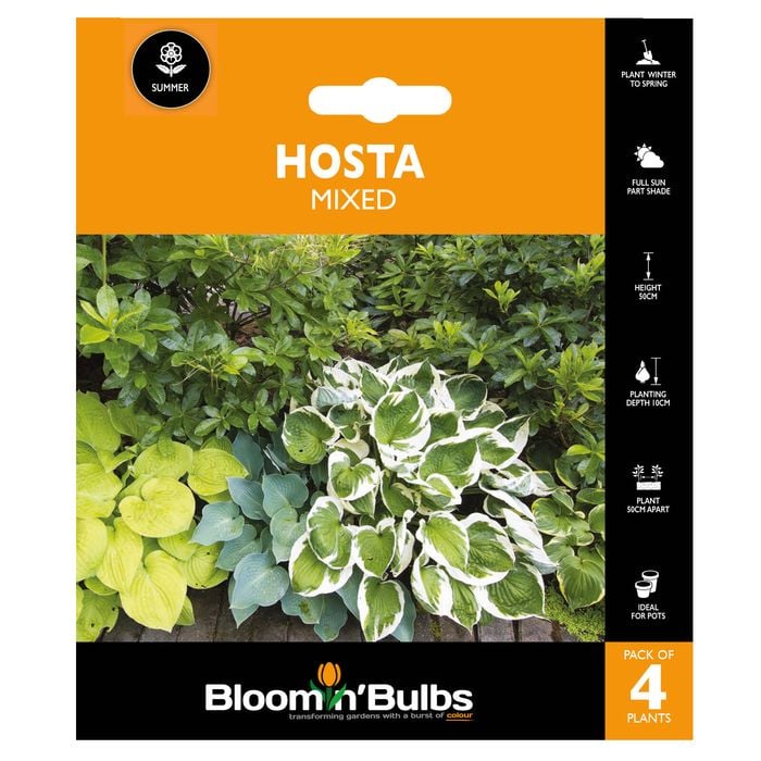 Bloomin Bulbs Hosta Mixed - 4 Pack - Bunnings Australia