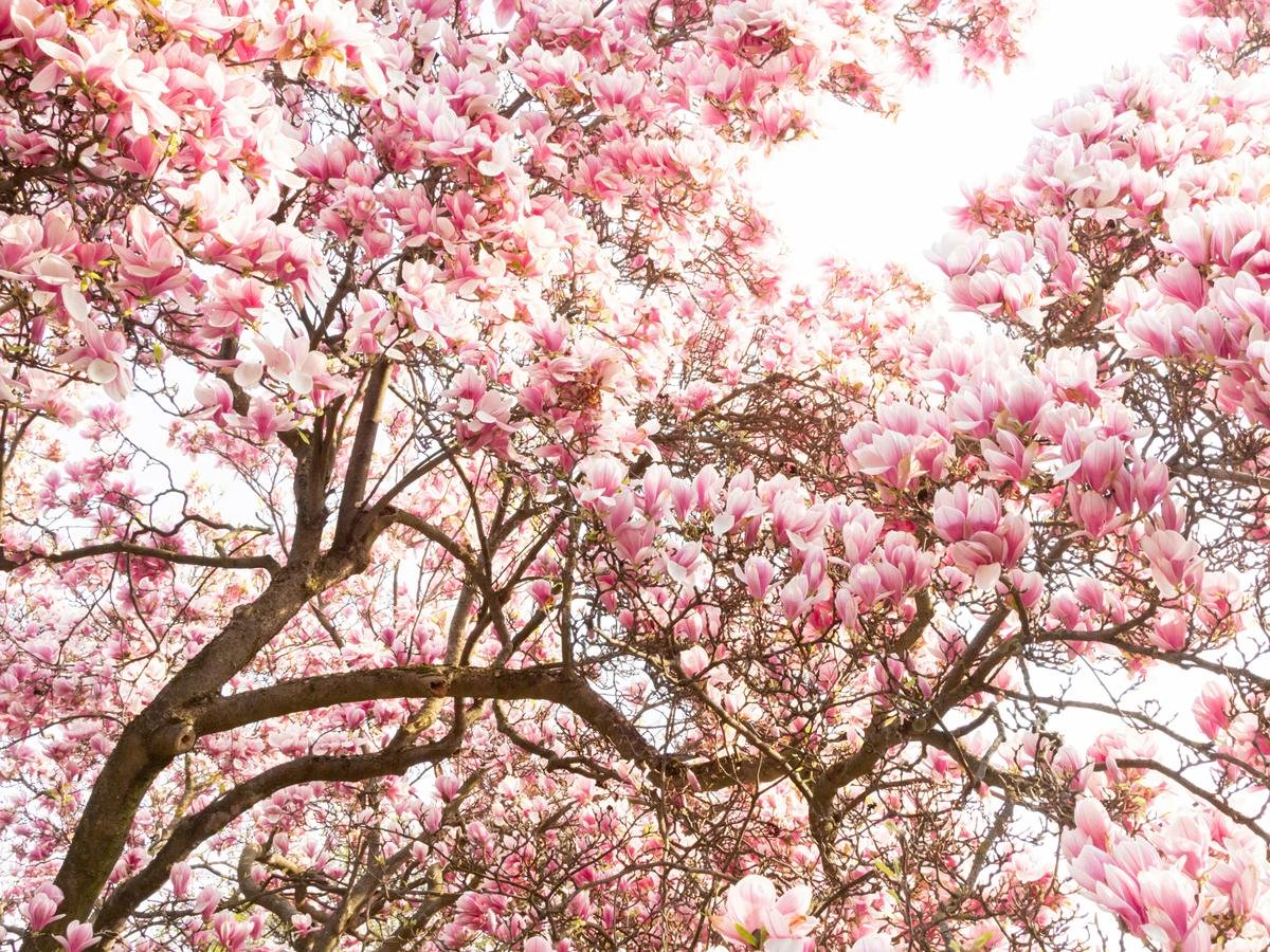 How To Grow A Deciduous Magnolia Tree - Bunnings New Zealand