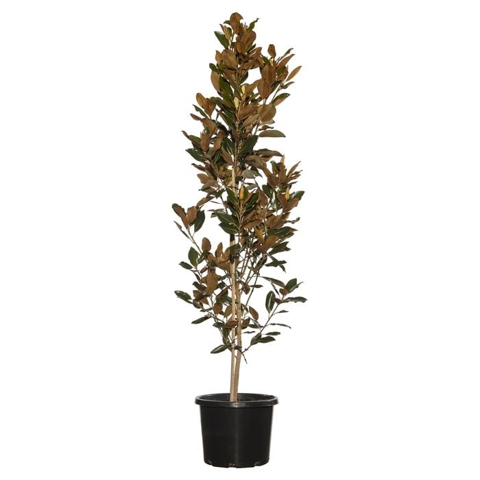 330mm Magnolia Little Gem - Magnolia grandiflora - Bunnings Australia