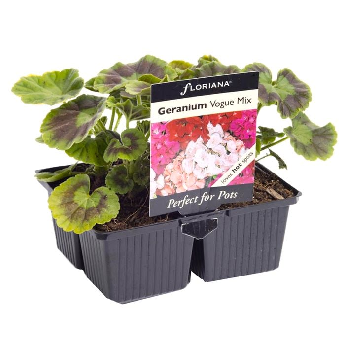 4 Cell Geranium Vogue Mix - Pelargonium x hortorum - Bunnings Australia