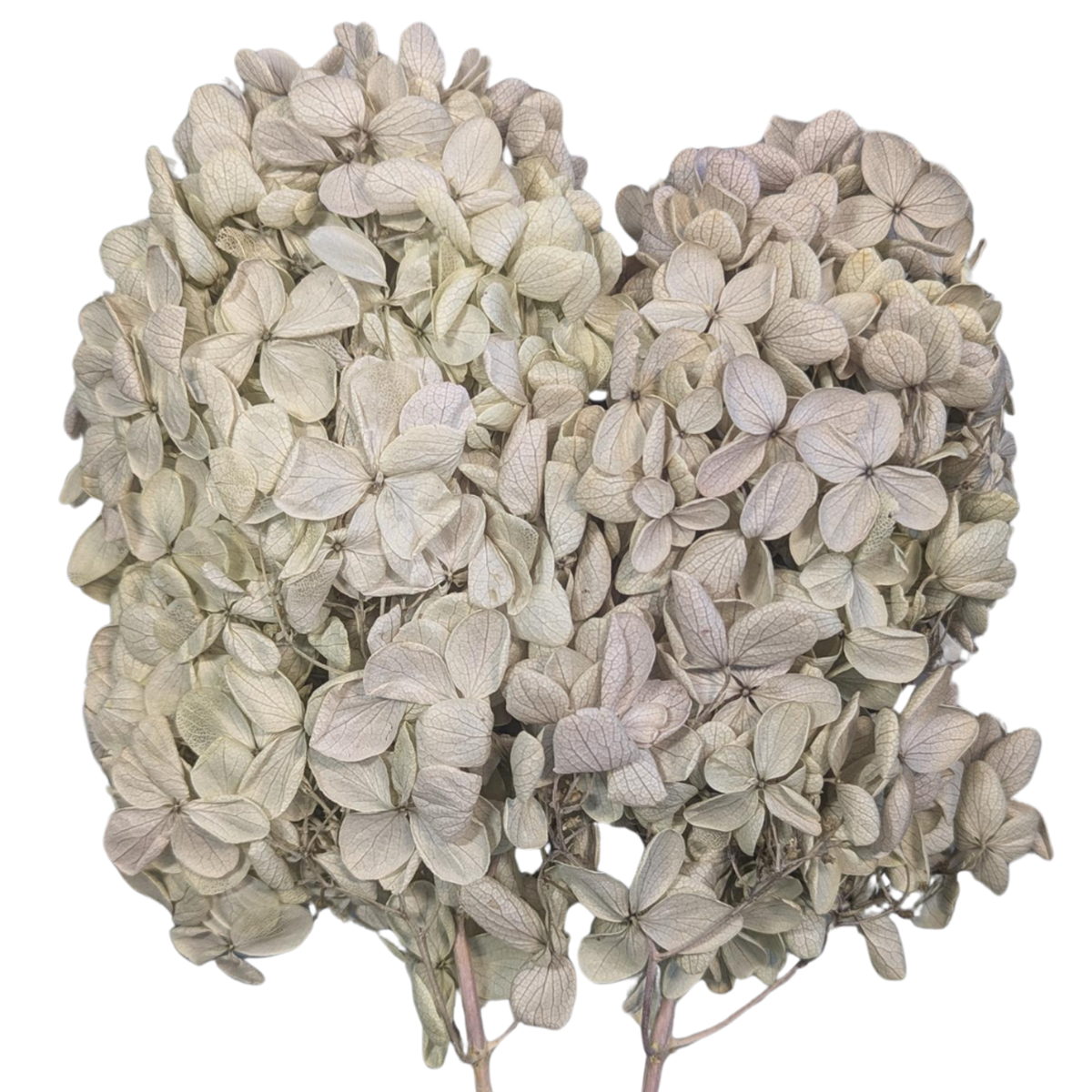 Blooms of Joy 40cm Soft Purple Hydrangea Preserved - Bunnings Australia