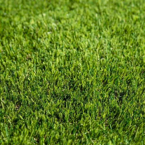 Tuff Turf 1.8m Real Tuff Artificial Grass - Linear Metre - Bunnings New ...