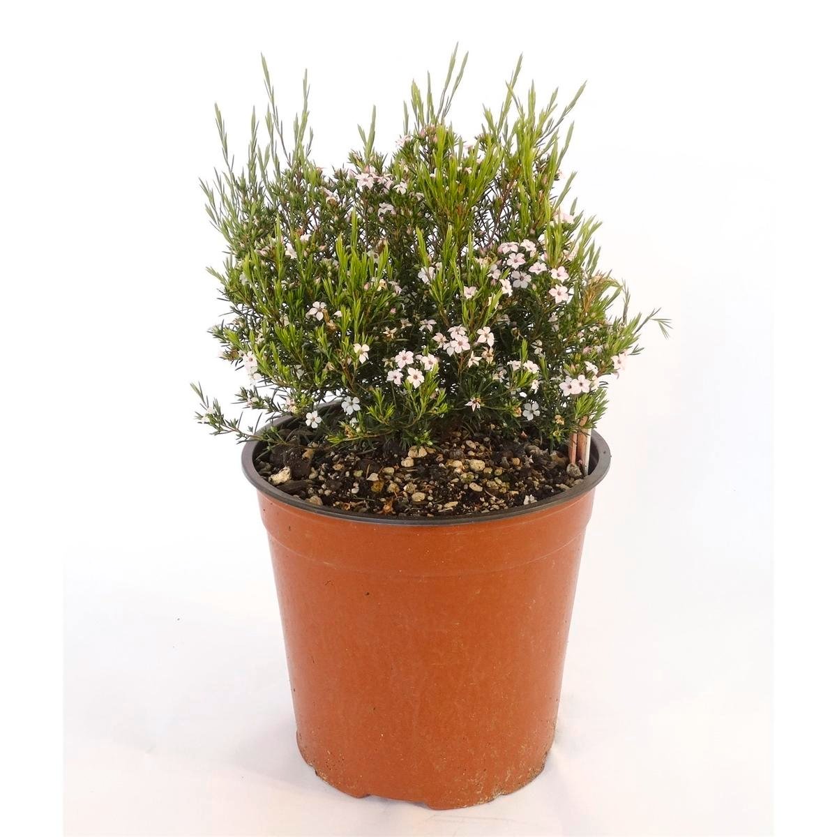 250mm Dwarf Pink Diosma - Coleonema compactum - Bunnings New Zealand