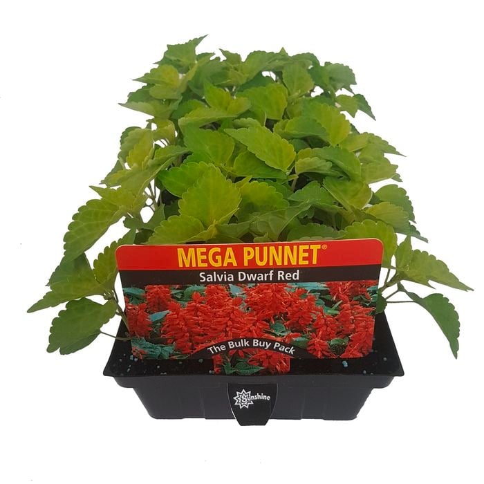 Salvia Dwarf Red - Mega Punnet Flowering Range - Bunnings Australia