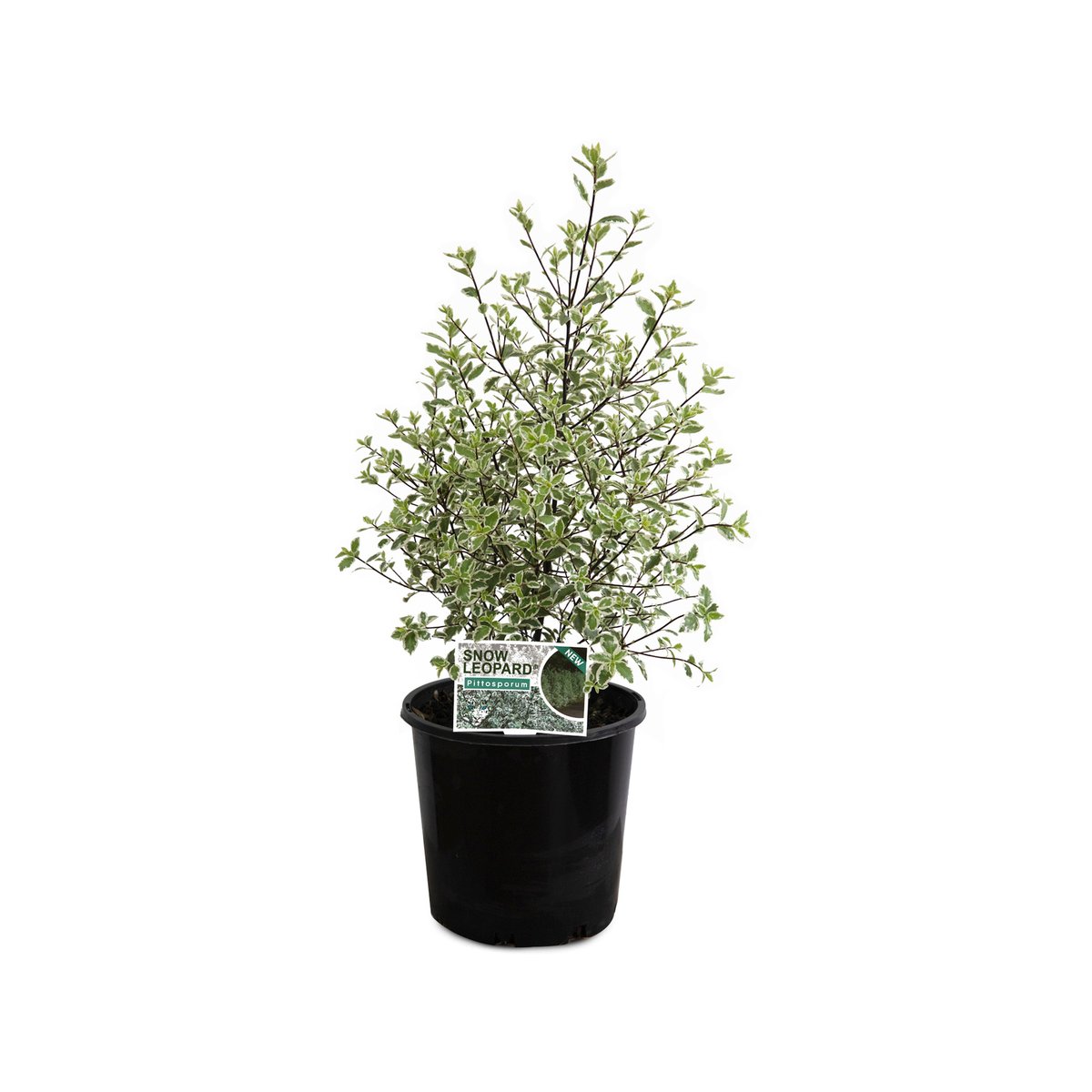 200mm Snow Leopard - Pittosporum tenuifolium - Bunnings Australia