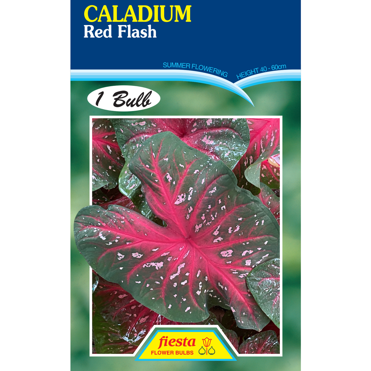 Fiesta Bulbs Caladium Red Flash - 1 Bulb - Bunnings New Zealand