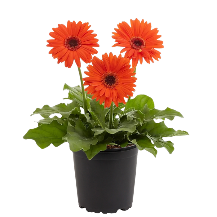 120mm Gerbera Assorted - Gerbera jamesonii - Bunnings New Zealand