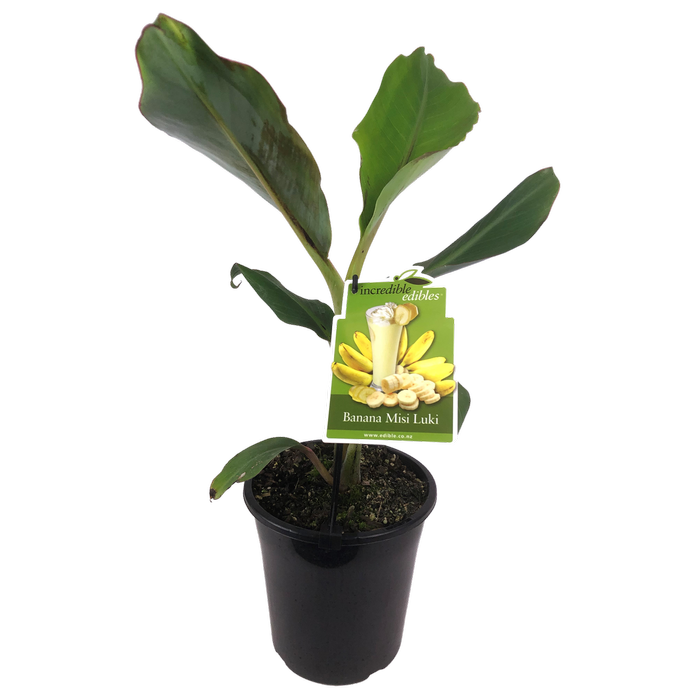 3.3L Banana Misi Luki - Musa acuminata - Incredible Edible Range ...