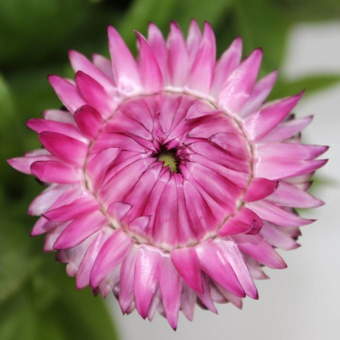 205mm Outback Paper Daisy - Bracteantha mohave - Bunnings Australia
