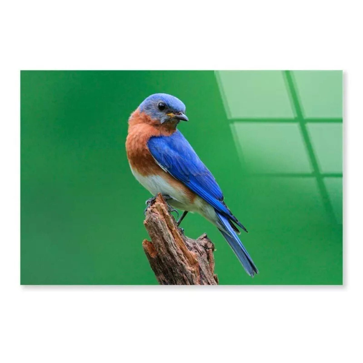 Blue Bird Sitting Tree Print 100% Australian Made 50 x 40cm (Acrylic) - Bunnings Australia