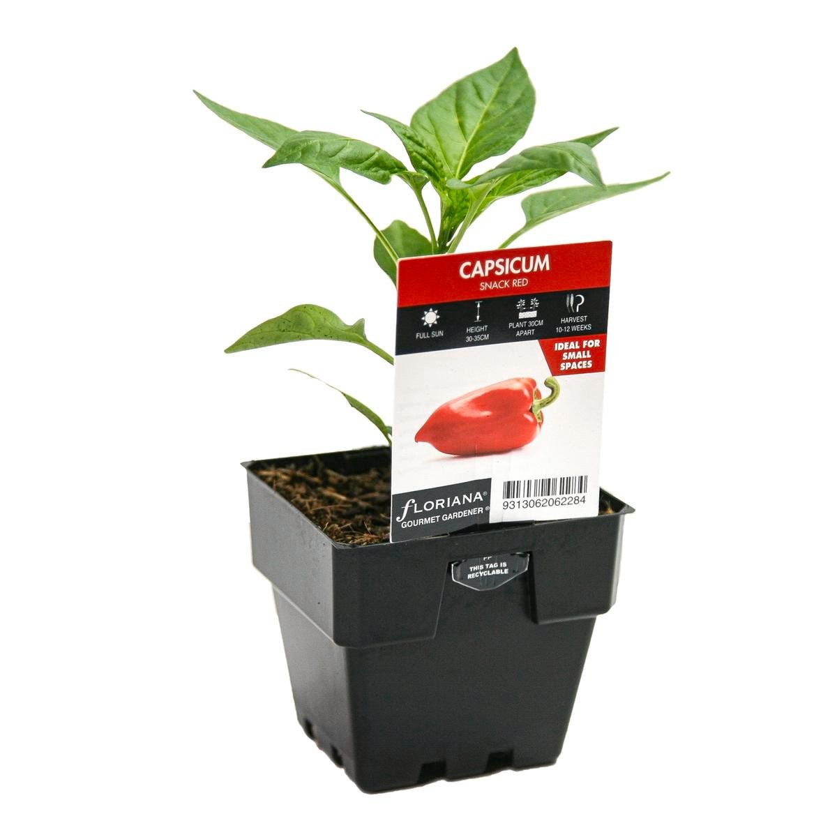 100mm Capsicum Snack Red - Capsicum annuum - Bunnings Australia