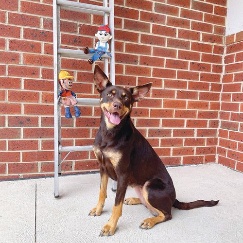Baxter Bone Bricklayer/Plumber Dog Toys - Assorted - Bunnings Australia