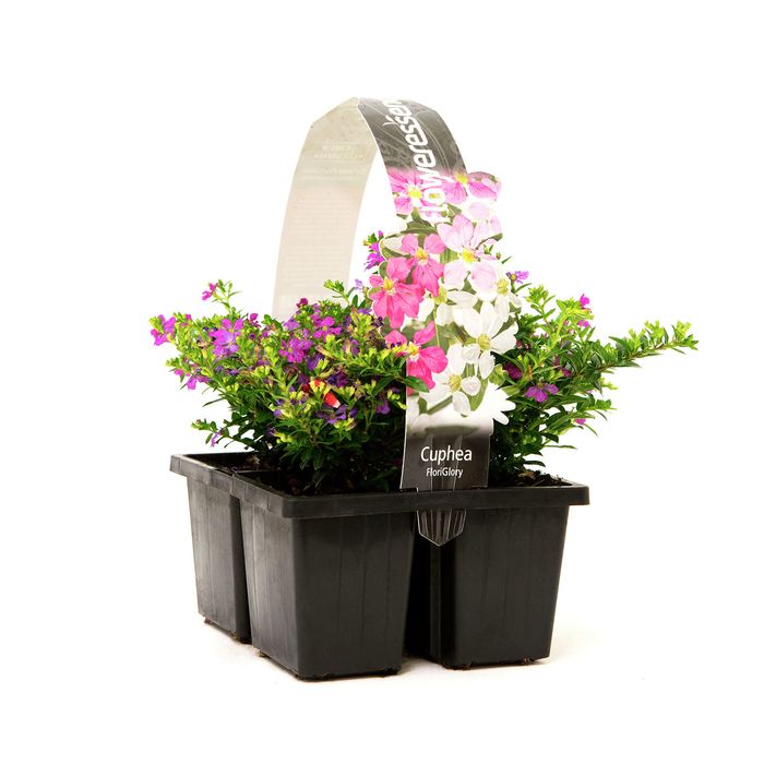 4 Cell Cuphea - Cuphea hyssopifolia - Bunnings Australia