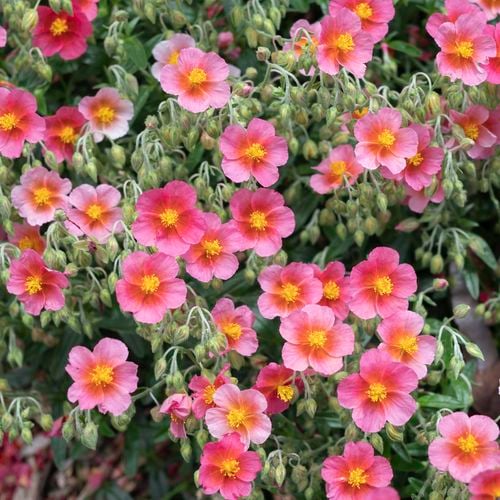 140mm Pink Sunrose - Helianthemum nummularium - Bunnings Australia