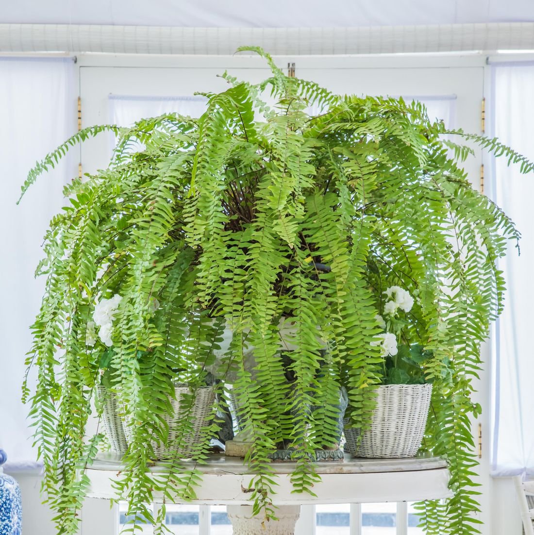 Guide To Growing Ferns - Bunnings Australia