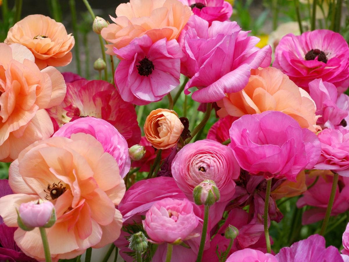 Bulbs To Plant In Autumn For Spring Flowers - Bunnings Australia