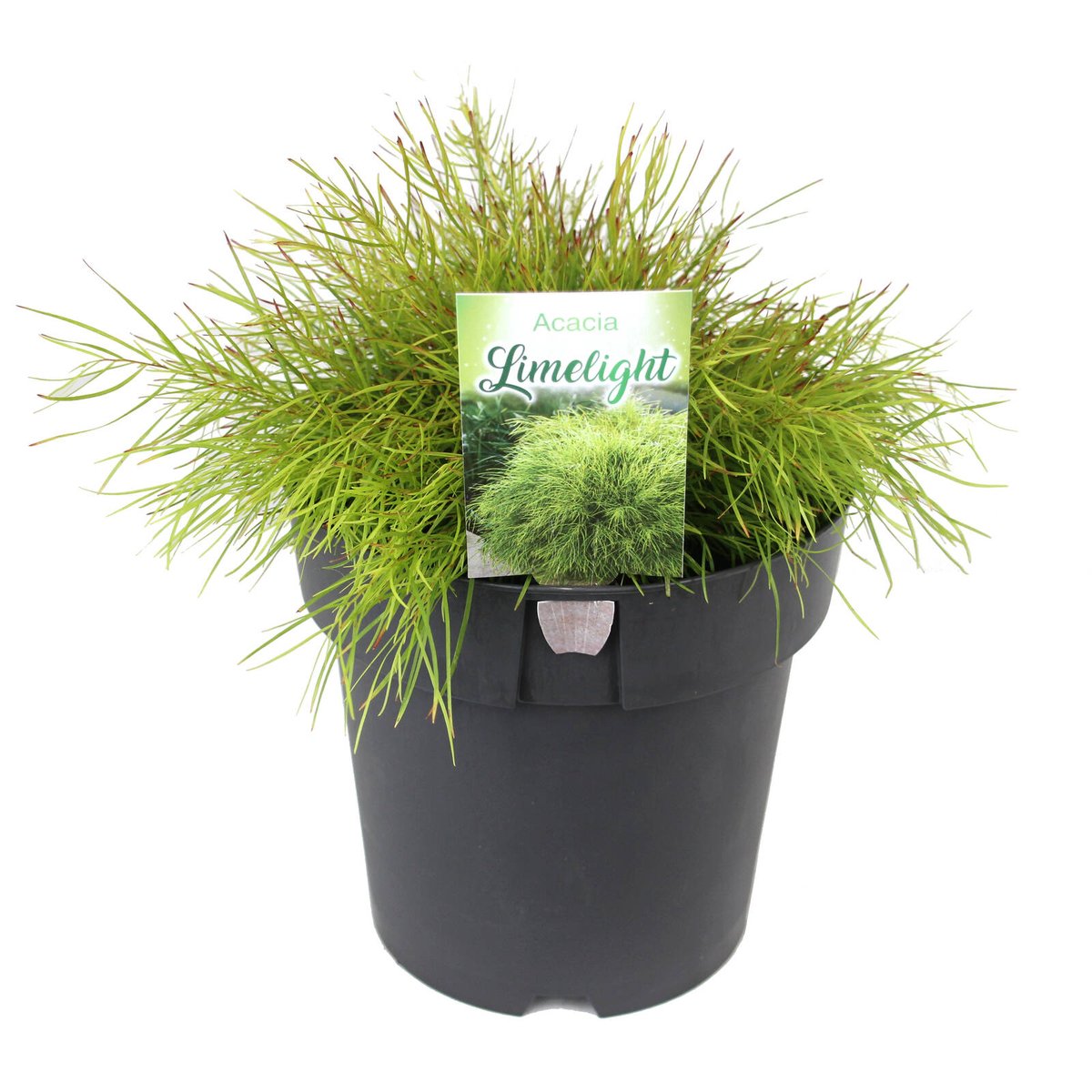 200mm Bower Wattle Lime Light - Acacia cognata - Bunnings Australia