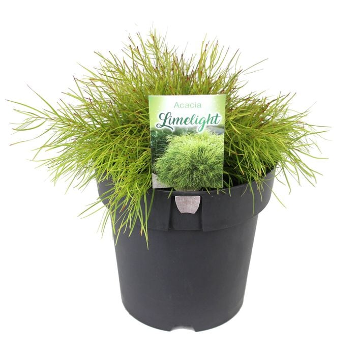 200mm Bower Wattle Lime Light - Acacia cognata - Bunnings Australia