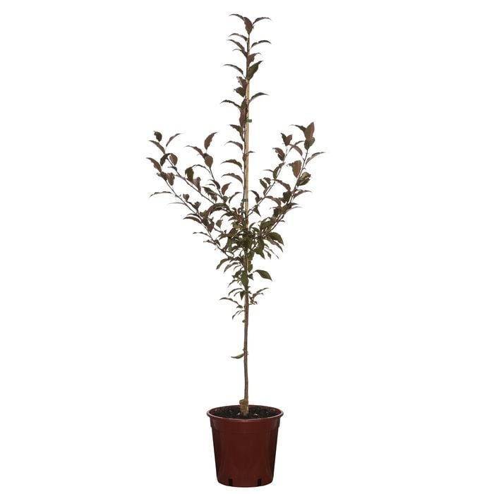 250mm Crab Apple - Malus shotizam Showtime - Bunnings Australia