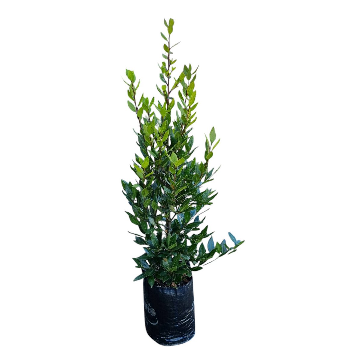 25L Bay Tree - Laurus Nobilis - Bunnings New Zealand