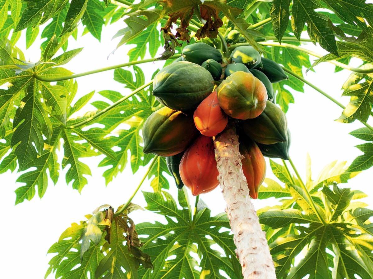 How To Grow And Care For A Papaya Tree - Bunnings Australia