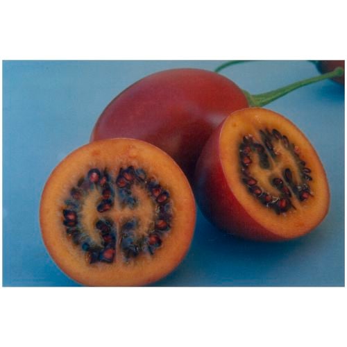 1.9L Tamarillo Tango - Cyphomandra betacea - Incredible Edibles Range ...