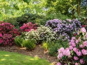 How To Grow And Care For A Spider Plant - Bunnings New Zealand